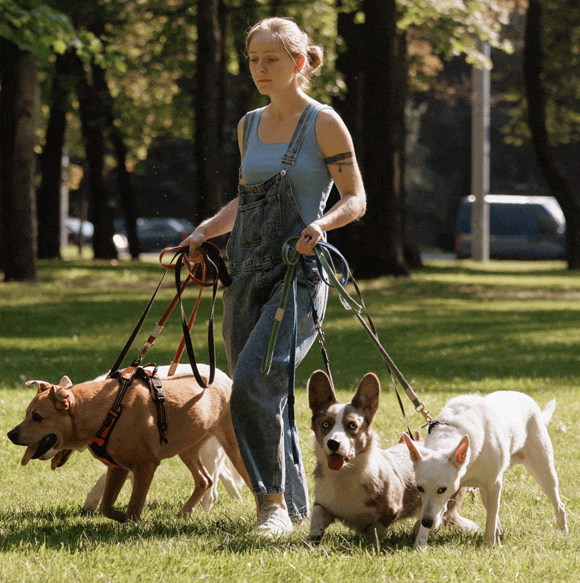 Dog Walking Insurance | Public Liability for Dog Walkers